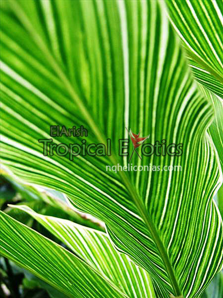 Alpinia Formosana (Pinstripe Ginger)