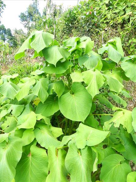 False Kava/Tongan Kava/Root Beer Tree