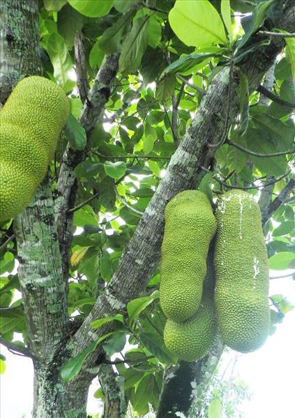 Buy Chempedak Tree Online