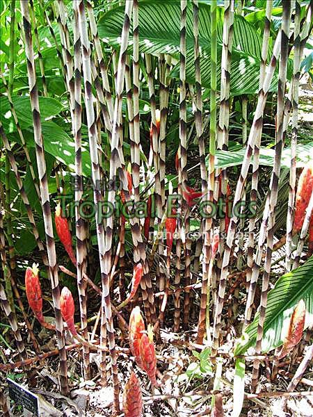 Buy Costus Stenophyllus online