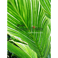 Alpinia Formosana (Pinstripe Ginger)