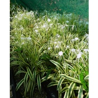 Variegated Spider Lily