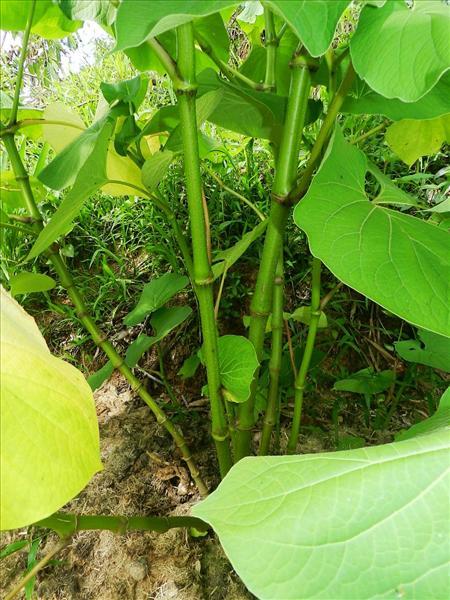 False Kava/Tongan Kava/Root Beer Tree