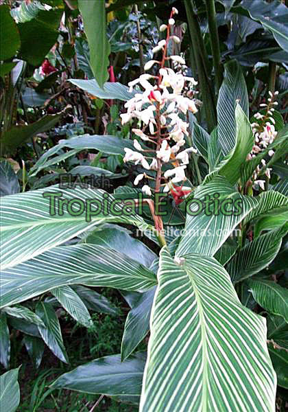Alpinia Formosana (Pinstripe Ginger)