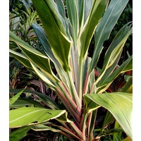 Cordyline Mini Compacta
