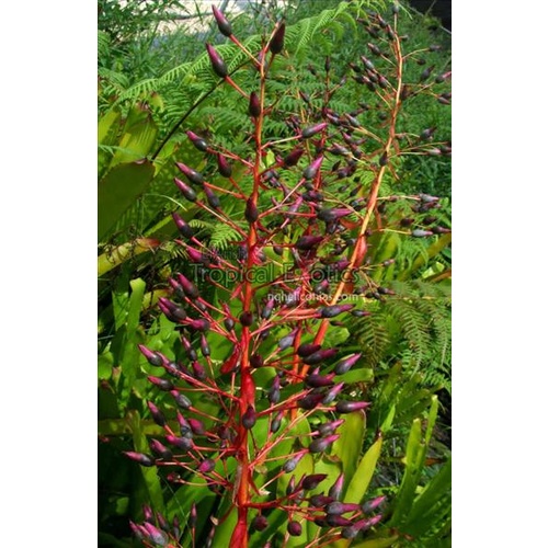 Portea petropolitana var. extensa (portea)