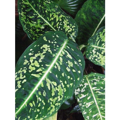 Reflector dieffenbachia buy online