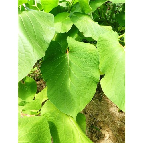 False Kava/Tongan Kava/Root Beer Tree