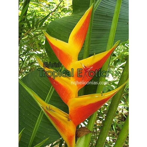 Buy Heliconia Jacquinni Online