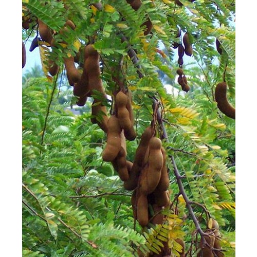 Tamarind Tree