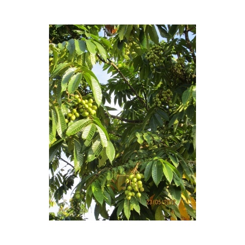 Fiji Fruit Trees
